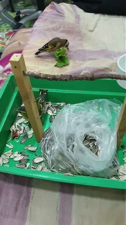 تهجين خيالي Youtube