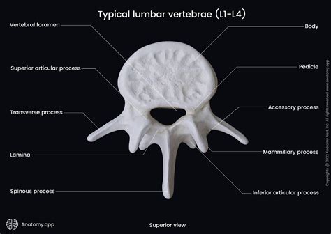 Lumbar Vertebrae Labeled