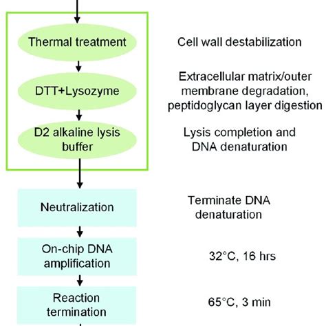 Pdf The Development Of An Effective Bacterial Single Cell Lysis Method Suitable For Whole