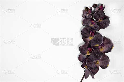 紫罗兰兰花花在白色的背景复制空间