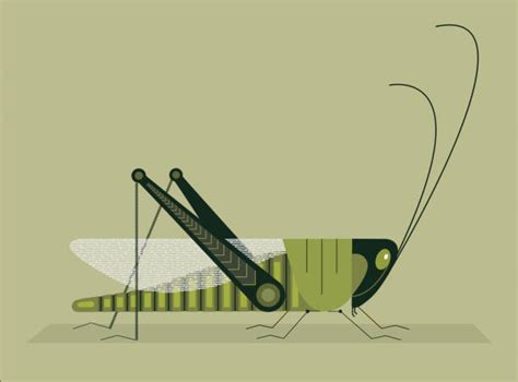 Grasshopper Legs Stock Vectors Istock