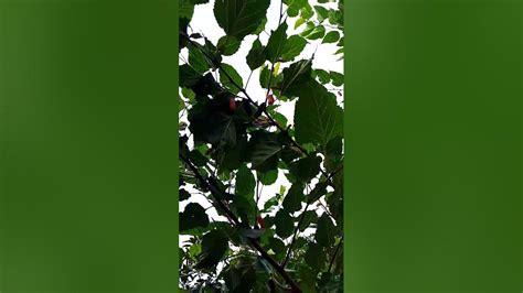Buah Bery Berjatuhan Bery Buahlangka Buahbuahan Youtube