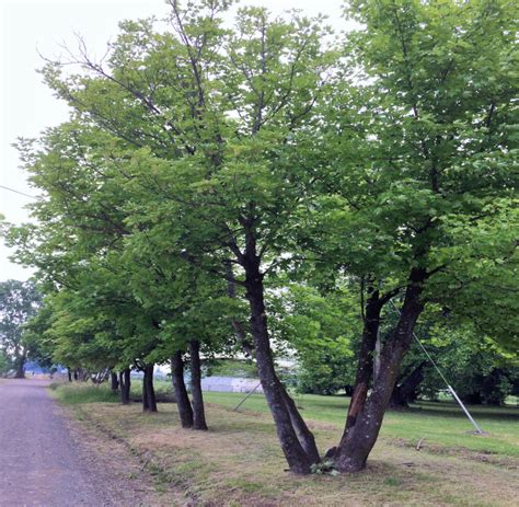 Acer pseudoplatanus L Flora y Fauna UdeC Chillán