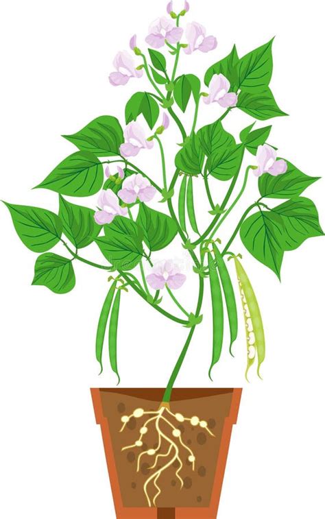 Green Bean Plant Clipart