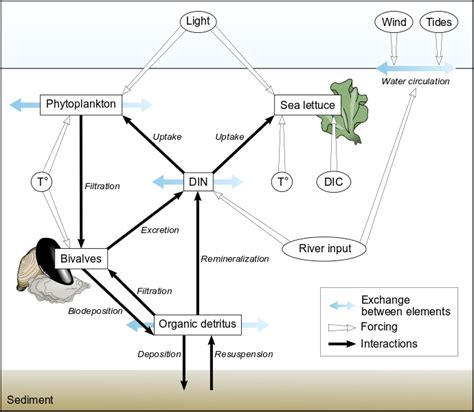 Conceptual Diagram Of The Major Processes Governing Sub Model