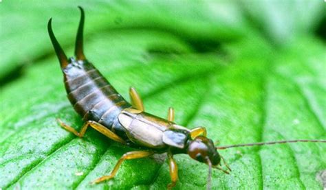 Faqs About Earwigs Alta Pest Control