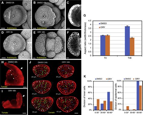 Oryzalin Treatment And Cell Division In Developing Leaves And Sepals