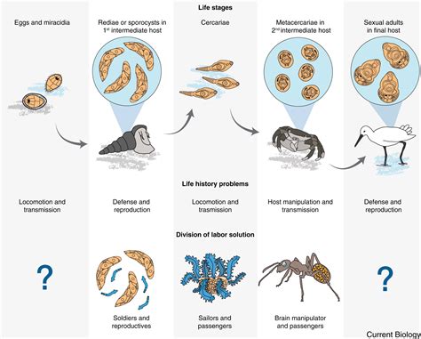 Social Evolution Diverse Divisions Of Labor In Trematode Parasites