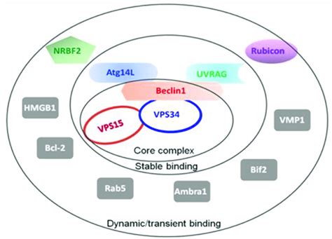 Summary Of The Autophagy Related Proteins Atgs The Download