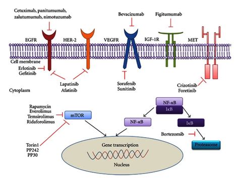 Targeted Therapies For Head And Neck Cancer Egfr Epidermal Growth