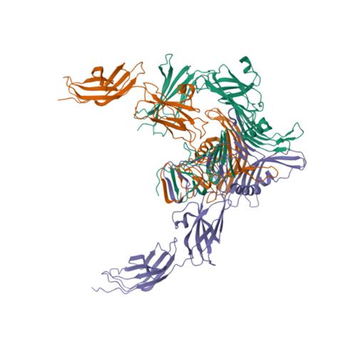 Rcsb Pdb 8xci Open State Of Central Tail Fiber Of Bacteriophage