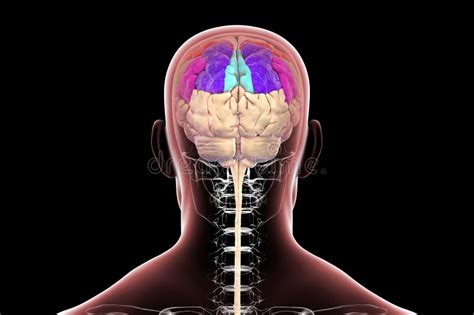 Brain Parietal Gyri 3d Illustration Stock Illustration Illustration Of Spatial Blue 395166052