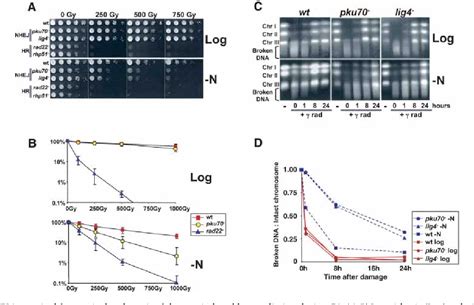 Figure 4 From Two Modes Of Dna Double Strand Break Repair Are Reciprocally Regulated Through The