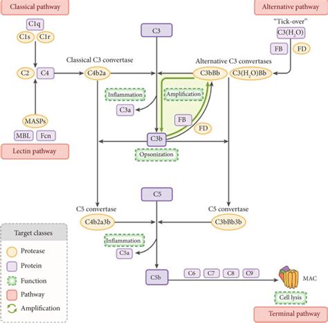 The Complement Cascade Can Be Activated In Three Proteolytic Pathways Download Scientific