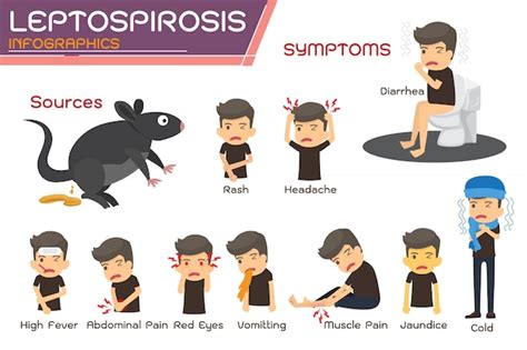 Premium Vector Leptospirosis Infographics Leptospirosis About