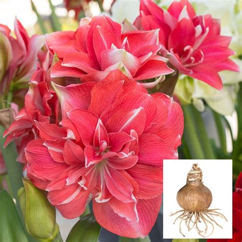 Amaryllis Double Dream | White Flower Farm