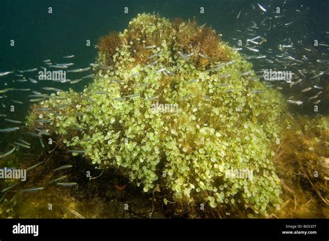Green Mermaids Wine Glass Algae Acetabularia Calyculus Florida Keys