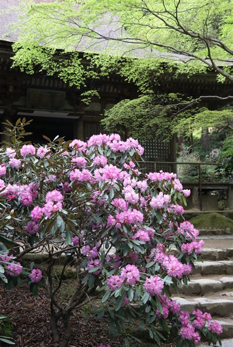 宇陀市 室生寺 本堂 石楠花 魅せられて大和路