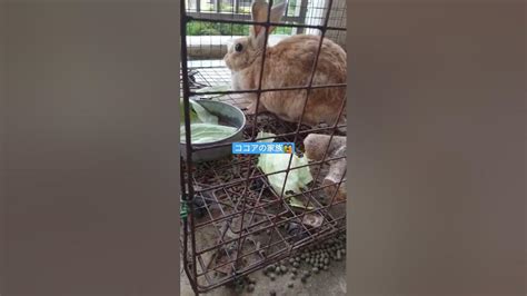 お名前はミロです ですがココアが居なくなって一人😭ココアともう一度会いたい😭 Youtube