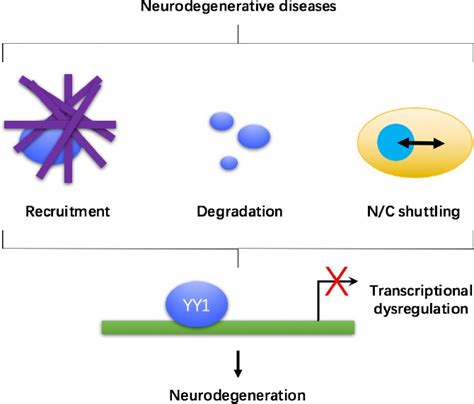 Transcriptional Dysregulation In Neurodegenerative Diseases Who Tipped The Balance Of Yin Yang