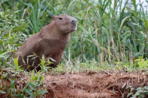 Why You Need Professional Gopher Removal Moral Stories Read And