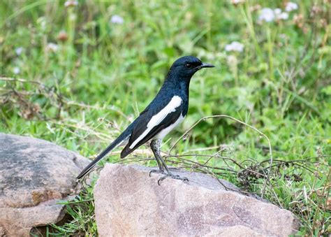 Oriental Magpie Robin Magpie Bird Free Photo On Pixabay Pixabay