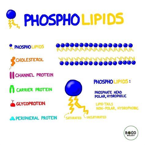 Phospholipids Artofit