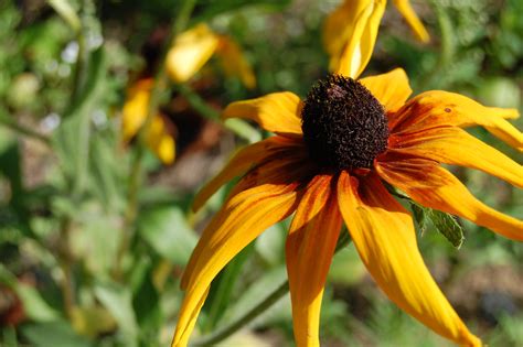 無料画像 自然 工場 花弁 咲く 秋 植物学 閉じる フローラ 黄色の花 ワイルドフラワー 晴れた 太陽の花