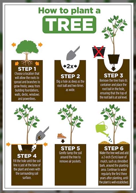 Plant Trees Whats The Best Time And Requirements Al Ardh Alkhadra