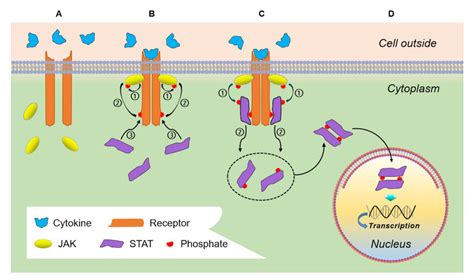 Physiologic Jak Stat Signaling The Classical Jakstat Signaling