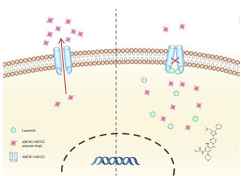 “lazertinib S Meticulous Patent Strategy Which Only The Patent