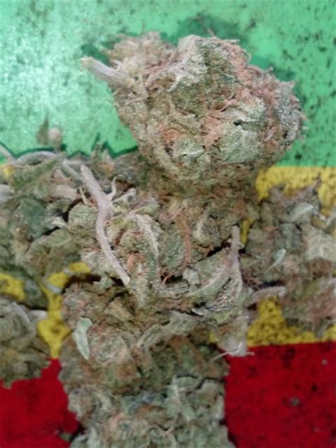 Moonwalker Kush Weed Strain Information Leafly