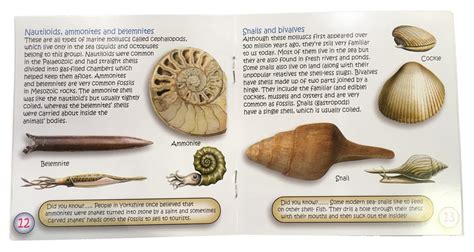 The Study Of Fossils Booklet Display Of Science And Nature