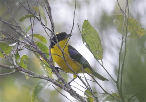 Sira Tanager Does It Really Exist Birdingblogscom