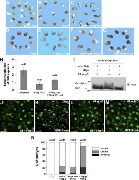 Ryk Is Required For Dsh To Regulate The Activation Of Noncanonical Wnt