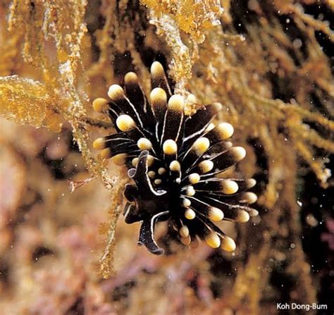 Aplysiopsis Nigra Rseaslugs