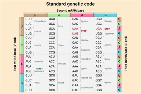 Rna Sequence Chart