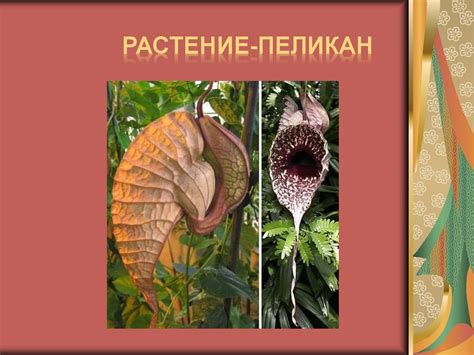Необычные растения и животные в природе презентация онлайн