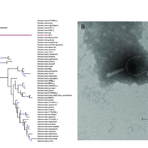 A The Phylogenic Tree Based On The 16s Rrna Gene Of Pseudomonas Zm01