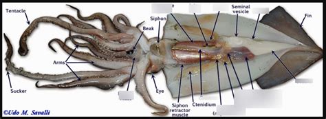 Dissection Of Squid Diagram Quizlet