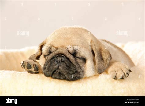 Sleeping Pug