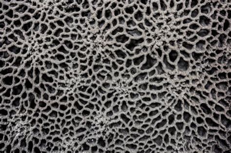 Bumpy Texture Of A Black Coral Stock Image Image Of Marine Flora