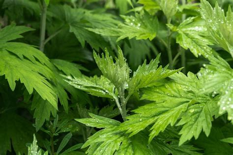 好奇点万千植物中端午为何就让艾草代言 邹立思 艾叶 艾灸