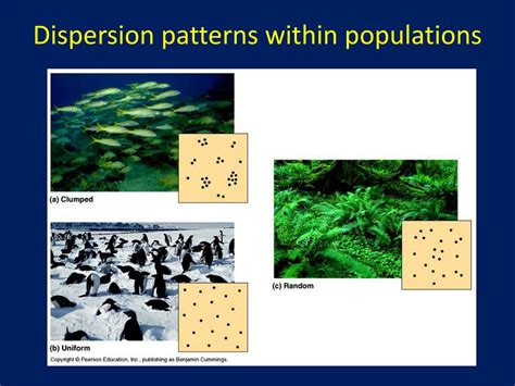 Ppt Population Dynamics Powerpoint Presentation Free Download Id