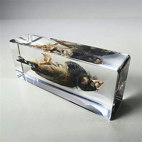 Zebra Finch Dead Bird In Resin Taeniopygia Castanotis Oddities For