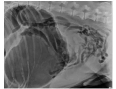 Gastric Dilatation Volvulus Bloat Dallas Veterinary Surgical Center