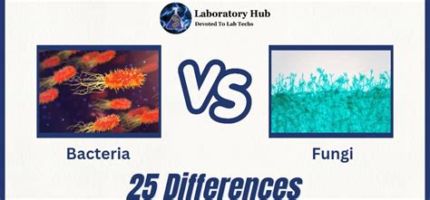 Bacteria Vs Fungi 25 Major Differences Laboratory Hub