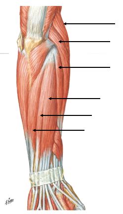 Forearm Extensors Flashcards Quizlet Forearm Extensors Flashcards Quizlet