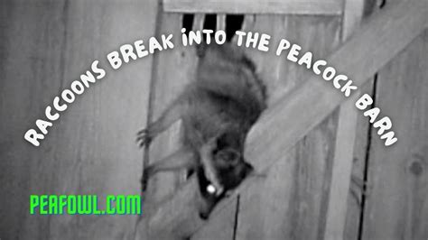 Raccoons Break Into The Peacock Barn Peacock Minute Youtube