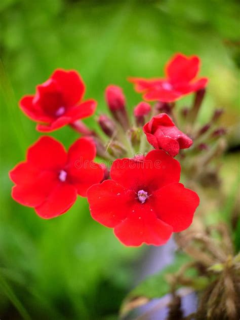 Red Verbena Flowers On A Grass Background Close Up Stock Image Image